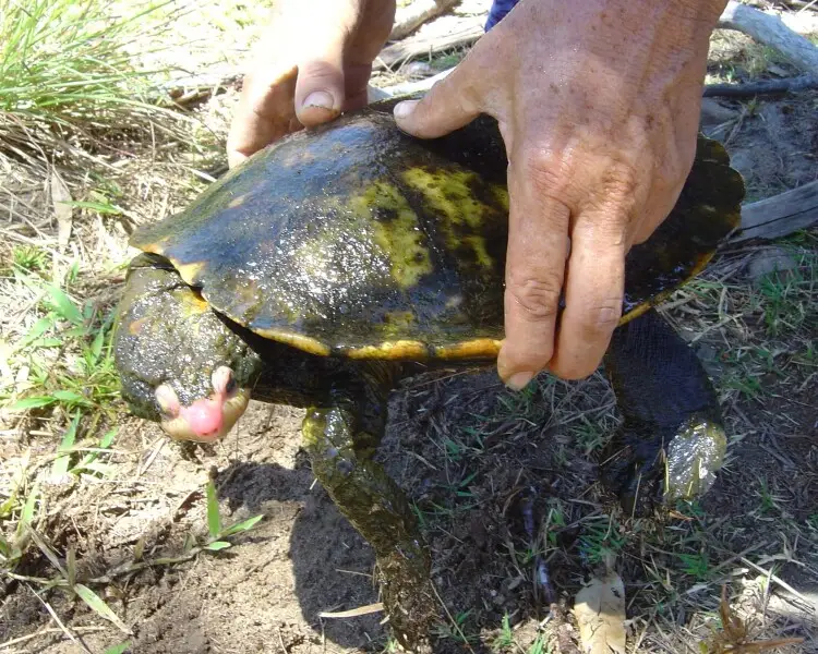 Irwin's turtle - Facts, Diet, Habitat & Pictures on Animalia.bio