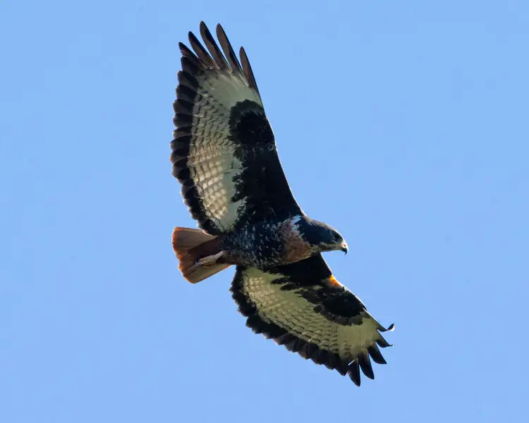 Jackal buzzard - Facts, Diet, Habitat & Pictures on Animalia.bio