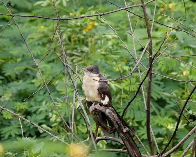 Jacobin cuckoo - Facts, Diet, Habitat & Pictures on Animalia.bio