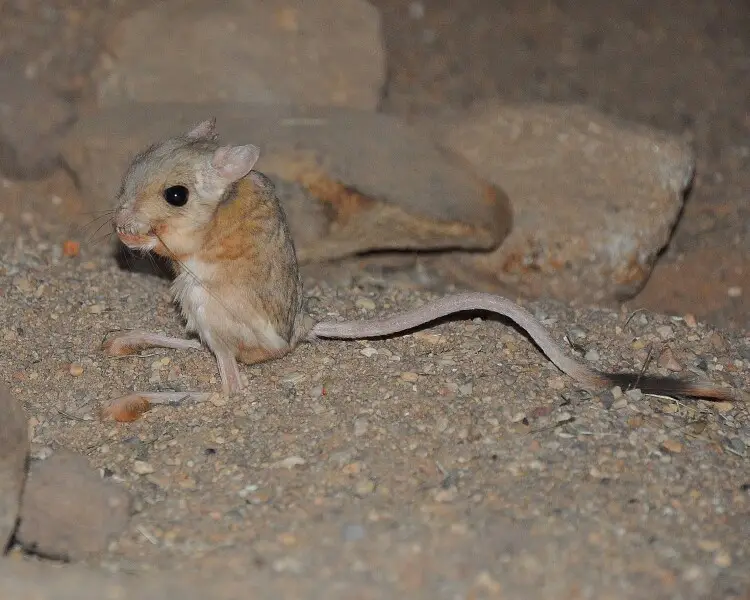 Jaculus jaculus - факти, дієта, ареал і фотографії на Animalia.bio