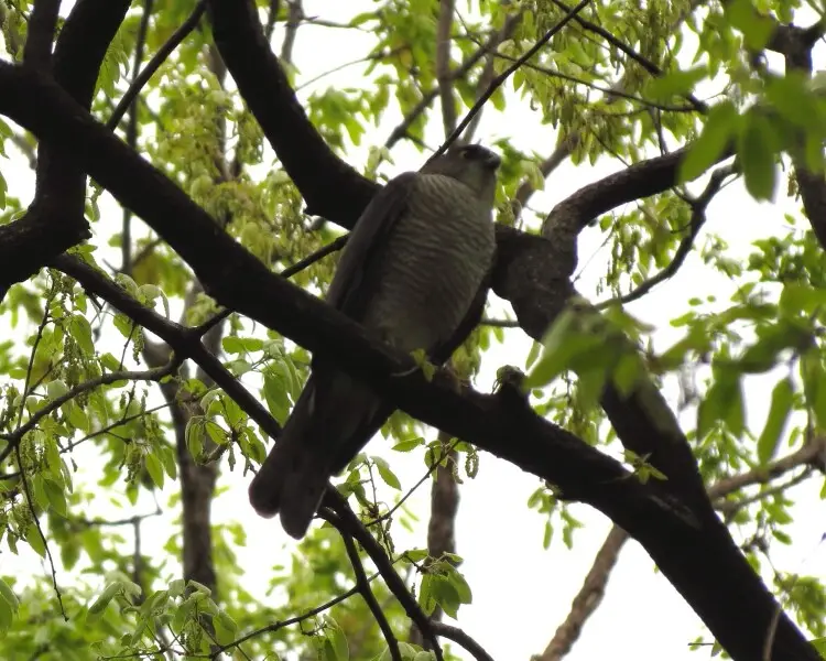 Japanese sparrowhawk - Facts, Diet, Habitat & Pictures on Animalia.bio