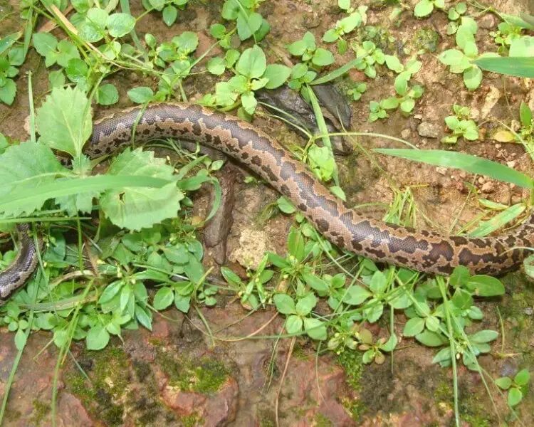 Eryx whitakeri - Facts, Diet, Habitat & Pictures on Animalia.bio