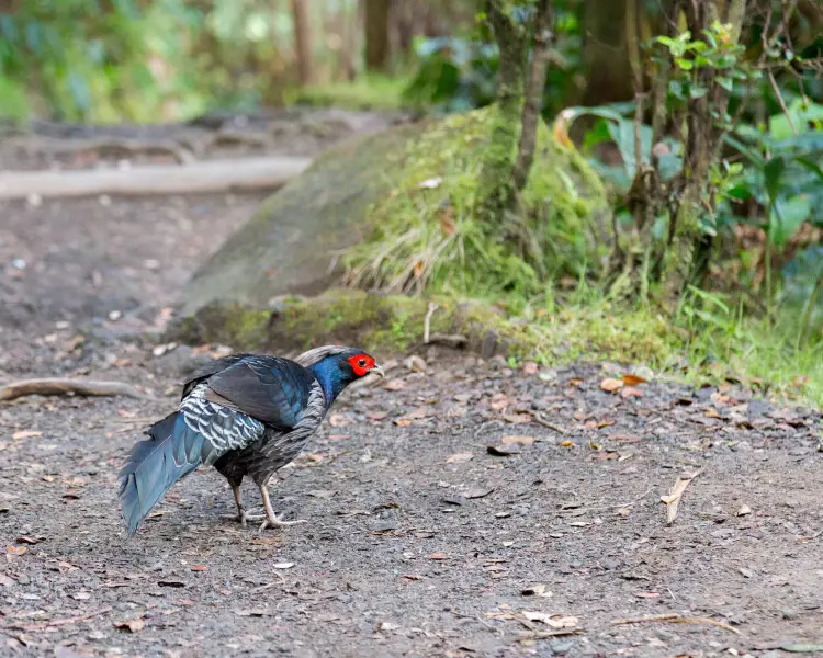 Kalij pheasant - Facts, Diet, Habitat & Pictures on Animalia.bio