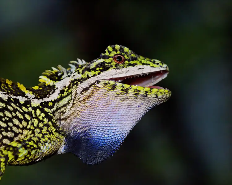 Variegated mountain lizard - Facts, Diet, Habitat & Pictures on ...