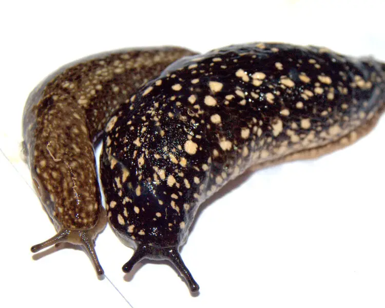 Kerry slug - Facts, Diet, Habitat & Pictures on Animalia.bio