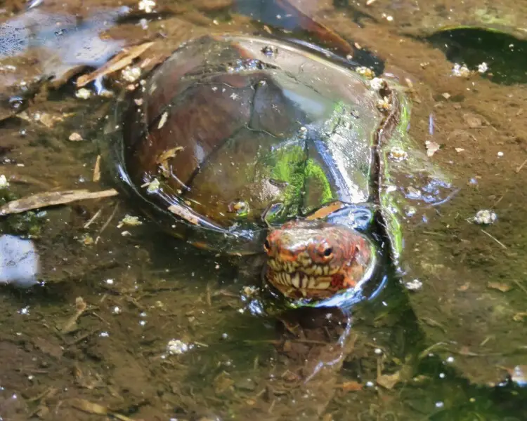 Tabasco mud turtle - Facts, Diet, Habitat & Pictures on Animalia.bio