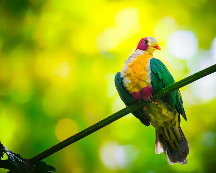 Ptilinopus occipitalis - Fatti, dieta, habitat e immagini su Animalia.bio