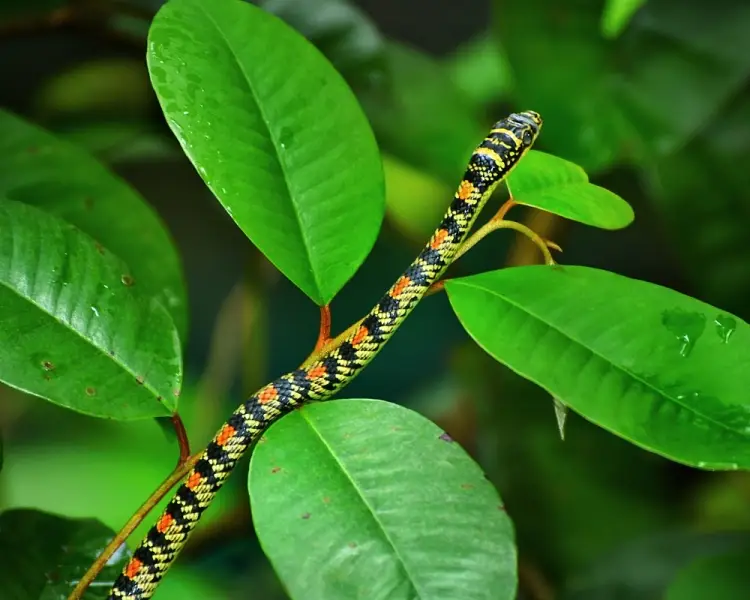 Golden Tree Snake - Facts, Diet, Habitat & Pictures on Animalia.bio
