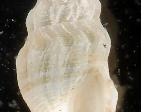 Kurtziella atrostyla - Facts, Diet, Habitat & Pictures on Animalia.bio