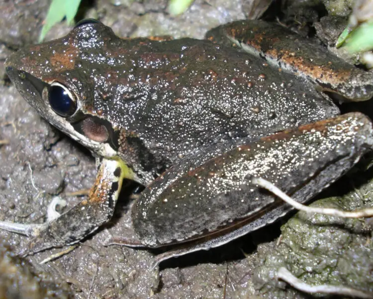 Litoria latopalmata - факти, дієта, ареал і фотографії на Animalia.bio