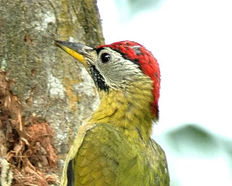 Picus vittatus - Facts, Diet, Habitat & Pictures on Animalia.bio