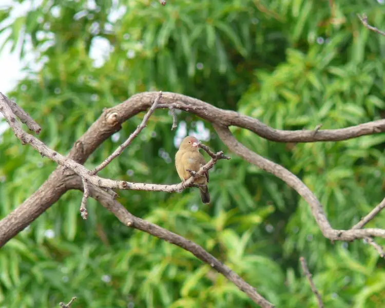 Red-billed firefinch - Facts, Diet, Habitat & Pictures on Animalia.bio
