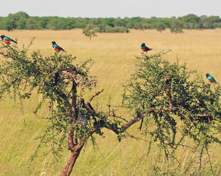 Superb starling - Facts, Diet, Habitat & Pictures on Animalia.bio