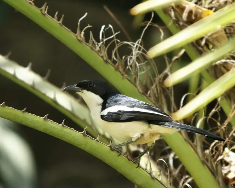 Tropical boubou - Facts, Diet, Habitat & Pictures on Animalia.bio