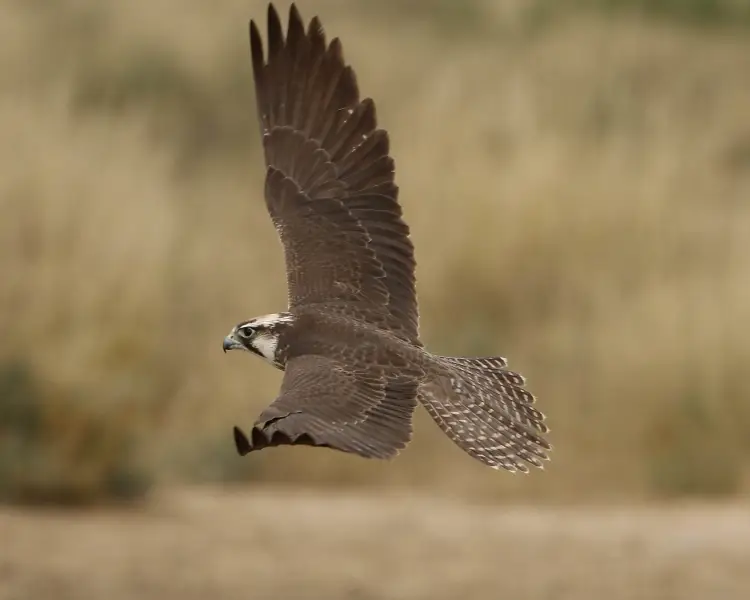 Lanner Falcon - Facts, Diet, Habitat & Pictures on Animalia.bio