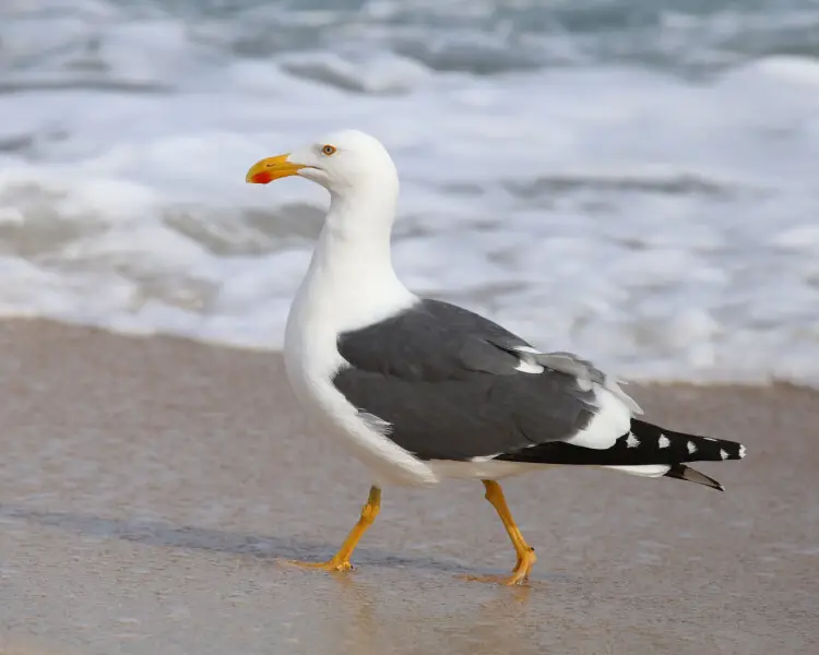 Larus livens - факти, дієта, ареал і фотографії на Animalia.bio