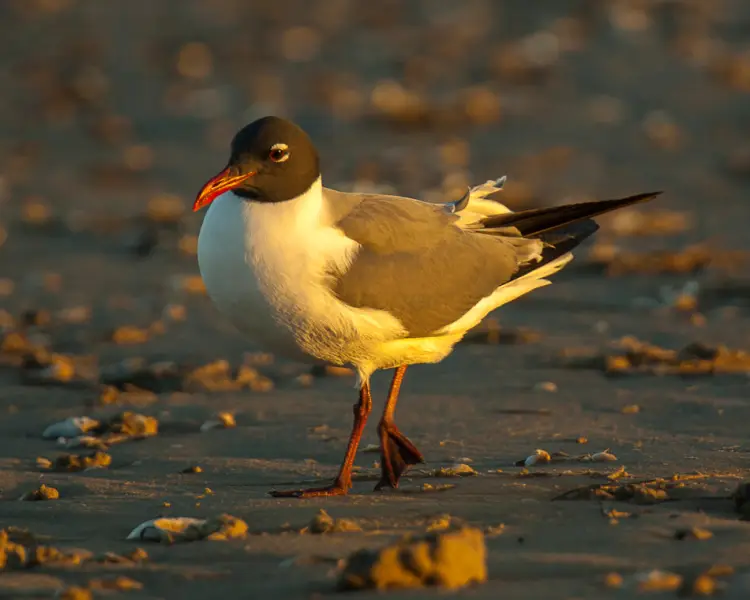 Laughing Gull - Facts, Diet, Habitat & Pictures on Animalia.bio