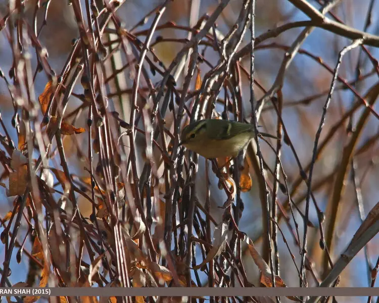 Phylloscopus chloronotus - факти, дієта, ареал і фотографії на Animalia.bio