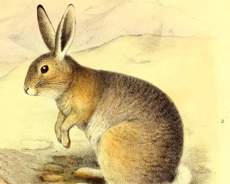 Desert hare - Facts, Diet, Habitat & Pictures on Animalia.bio