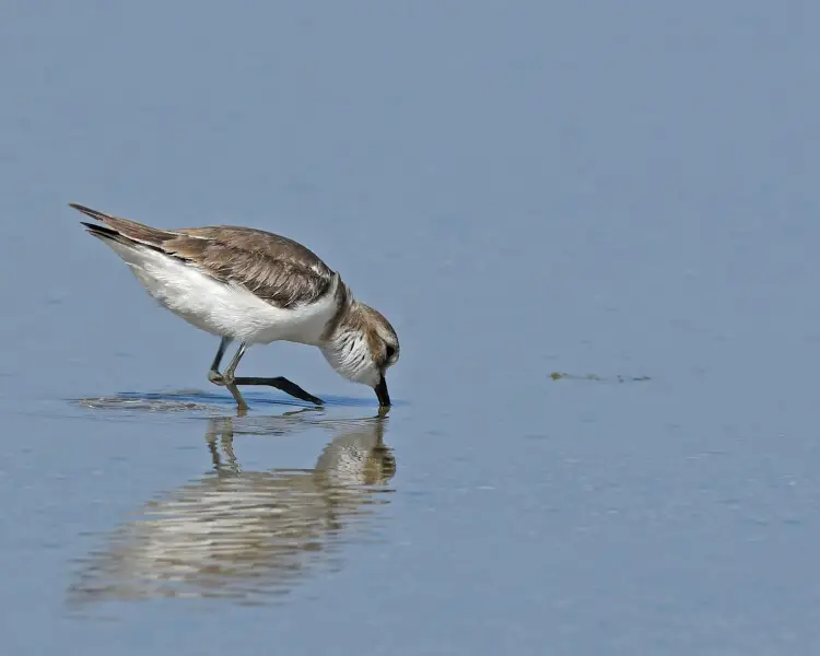 Lesser sand plover - Facts, Diet, Habitat & Pictures on Animalia.bio