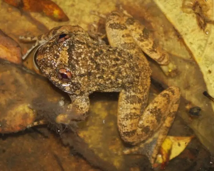 Quasipaa exilispinosa - факти, дієта, ареал і фотографії на Animalia.bio