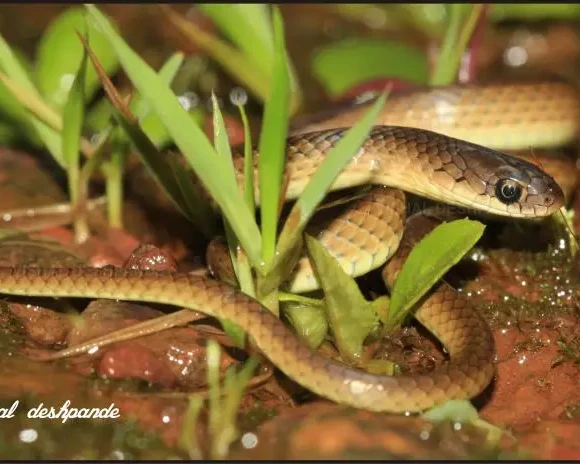 Liopeltis calamaria - факти, дієта, ареал і фотографії на Animalia.bio