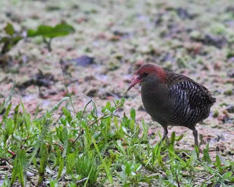Lewin's rail - Facts, Diet, Habitat & Pictures on Animalia.bio