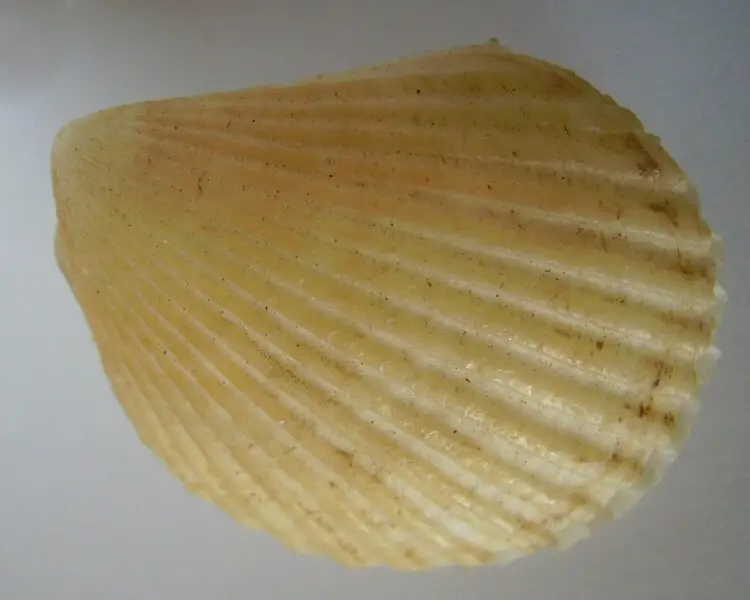 Lima colorata zealandica - Facts, Diet, Habitat & Pictures on Animalia.bio