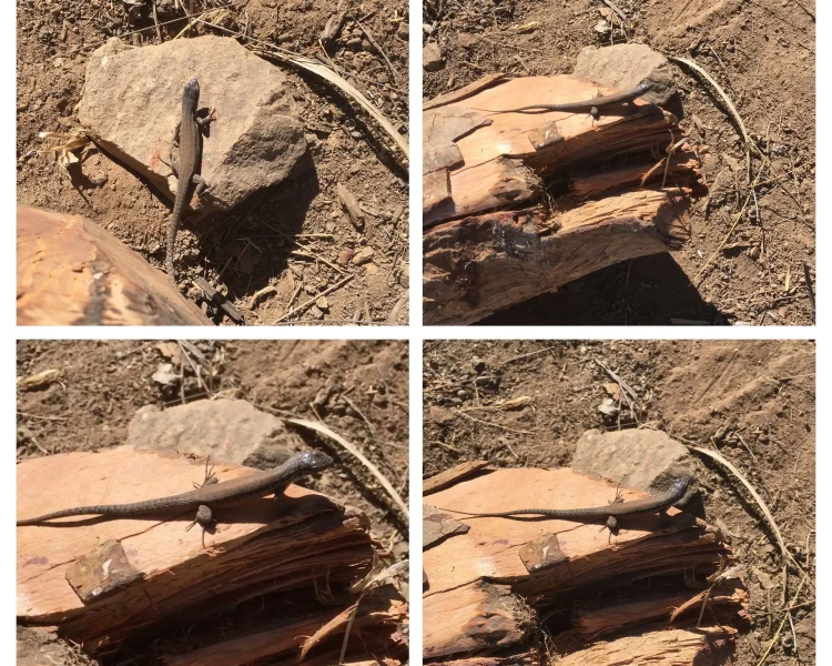 Liolaemus fuscus - факти, дієта, ареал і фотографії на Animalia.bio