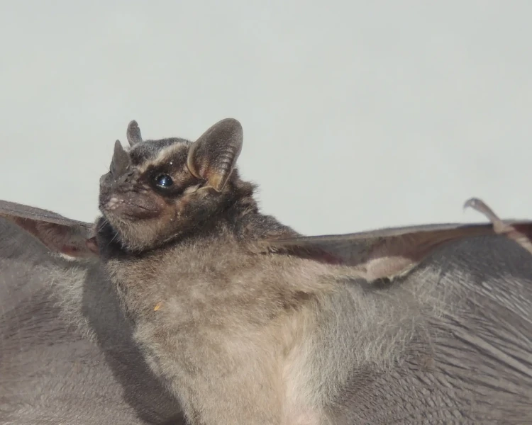 Enchisthenes hartii - факти, дієта, ареал і фотографії на Animalia.bio