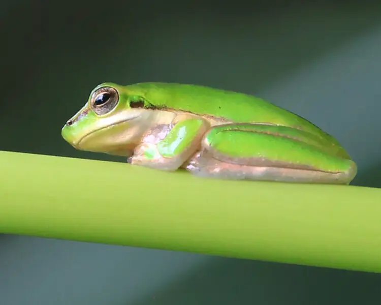 Northern dwarf tree frog - Facts, Diet, Habitat & Pictures on Animalia.bio