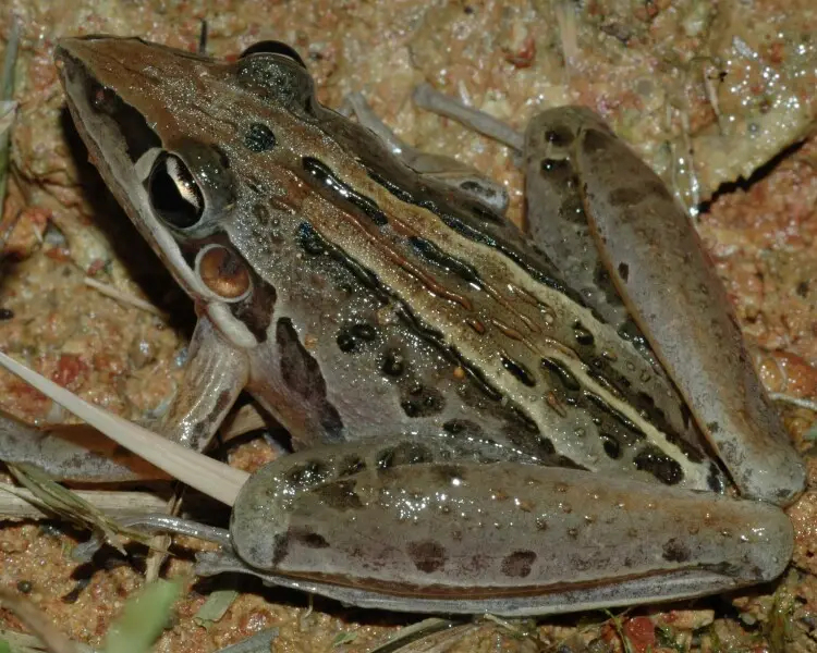 Litoria nasuta - Facts, Diet, Habitat & Pictures on Animalia.bio