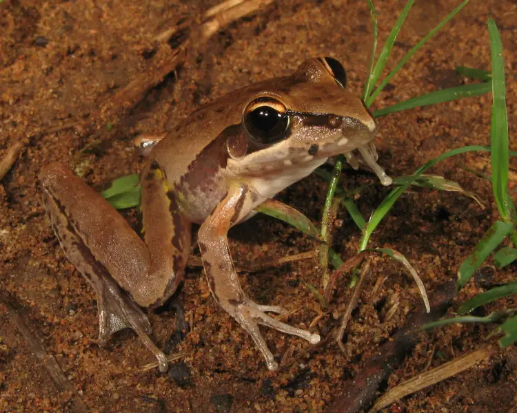 Litoria watjulumensis - факти, дієта, ареал і фотографії на Animalia.bio