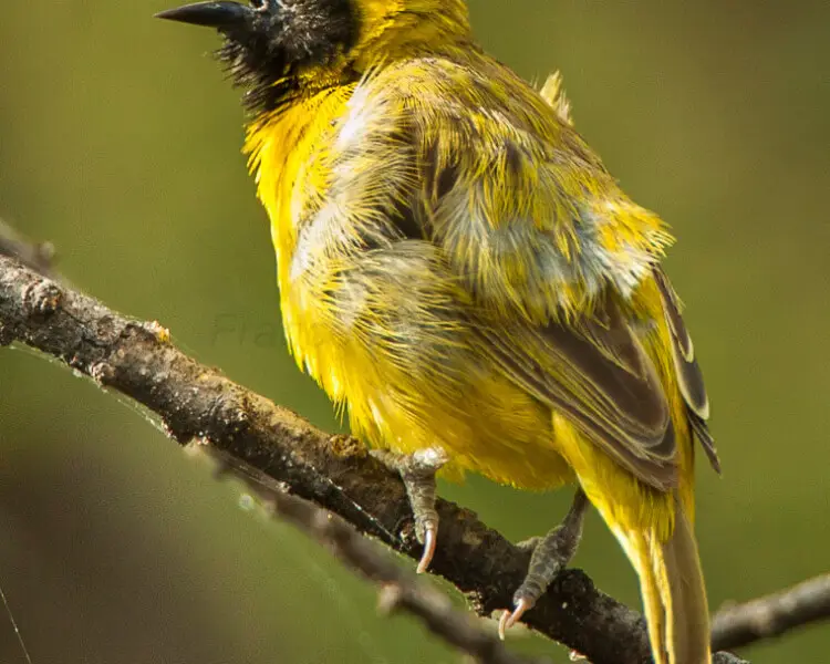 Little weaver - Facts, Diet, Habitat & Pictures on Animalia.bio