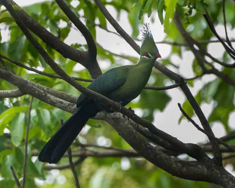 Livingstone's turaco - Facts, Diet, Habitat & Pictures on Animalia.bio