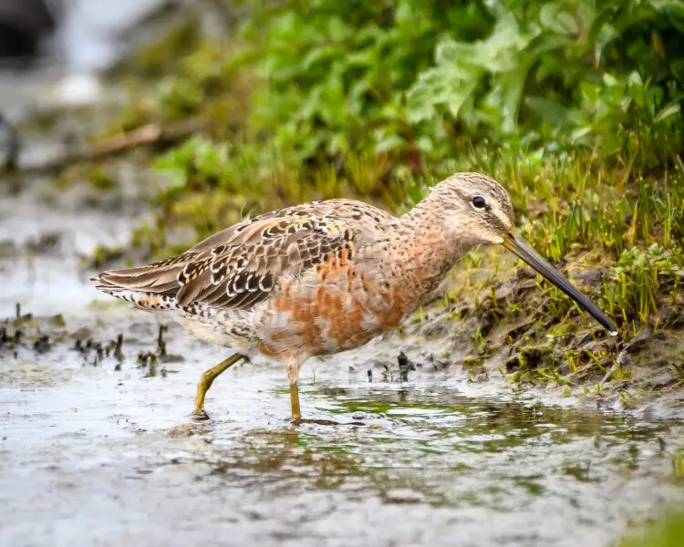 Long-billed dowitcher - Facts, Diet, Habitat & Pictures on Animalia.bio