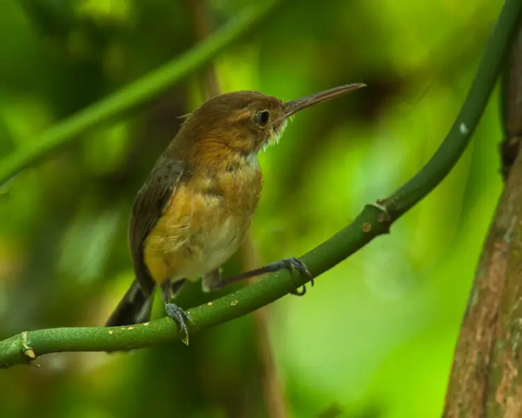 Trilling gnatwren - Facts, Diet, Habitat & Pictures on Animalia.bio