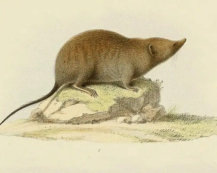 Long-tailed mole - Facts, Diet, Habitat & Pictures on Animalia.bio