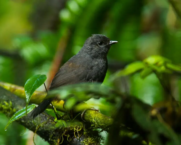 Long-tailed tapaculo - Facts, Diet, Habitat & Pictures on Animalia.bio