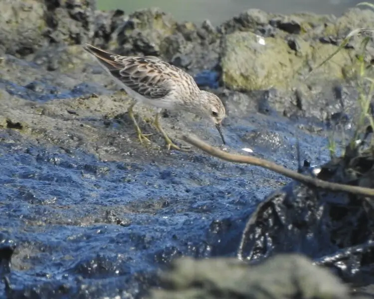 Long-toed stint - Facts, Diet, Habitat & Pictures on Animalia.bio