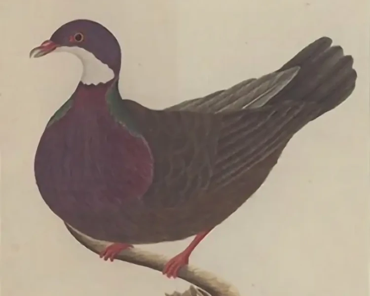 Columba vitiensis godmanae - Fatti, dieta, habitat e immagini su ...