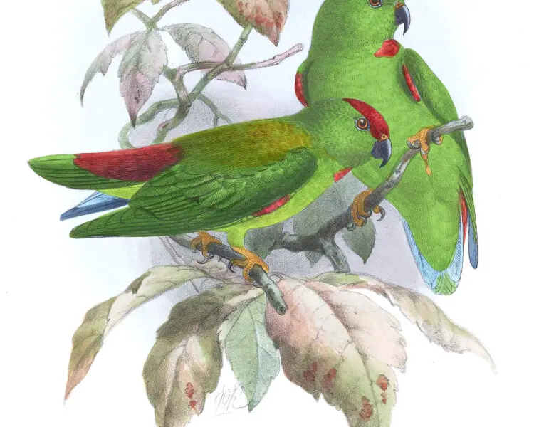 Great hanging parrot - Facts, Diet, Habitat & Pictures on Animalia.bio