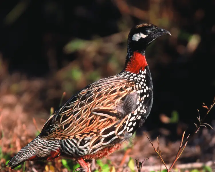 Black francolin - Facts, Diet, Habitat & Pictures on Animalia.bio