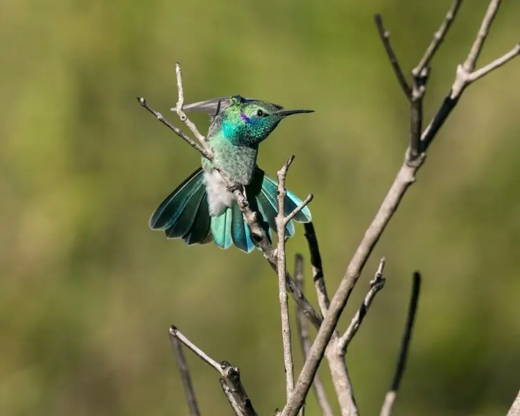 White-vented violetear - Facts, Diet, Habitat & Pictures on Animalia.bio