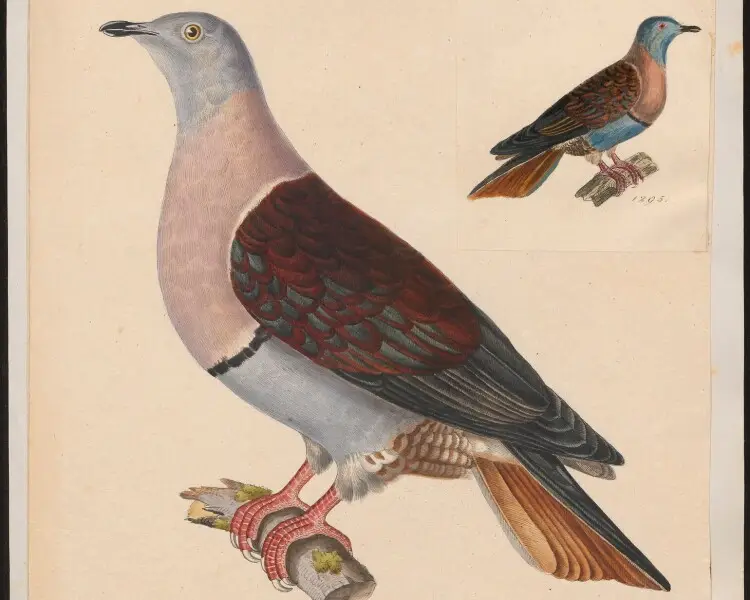 Ducula zoeae - факти, дієта, ареал і фотографії на Animalia.bio