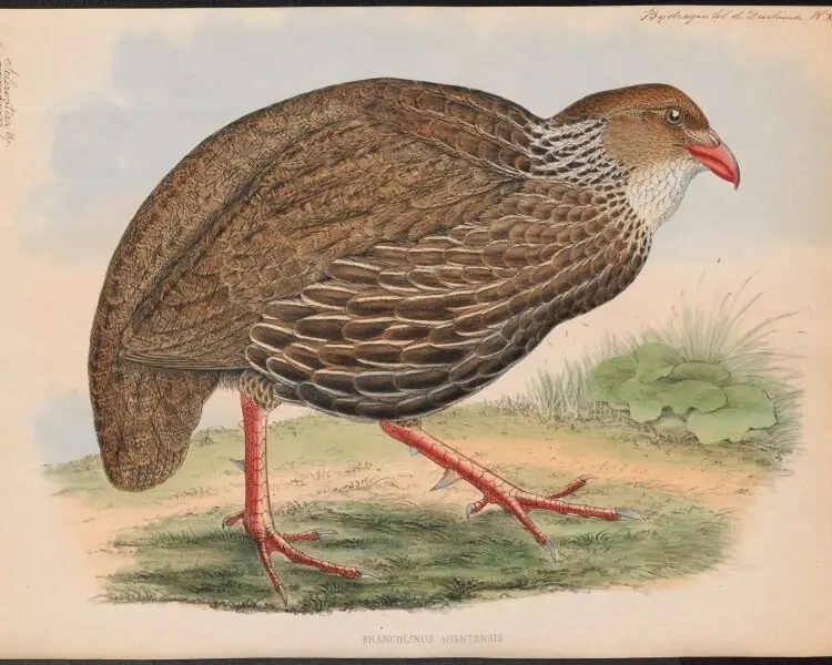 Ahanta spurfowl - Facts, Diet, Habitat & Pictures on Animalia.bio