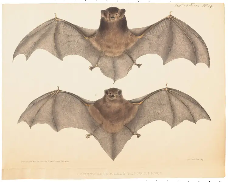 Gould's long-eared bat - Facts, Diet, Habitat & Pictures on Animalia.bio