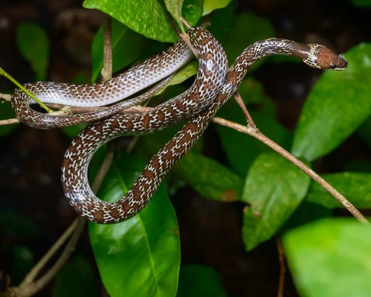 Oriental Wolf Snake - Facts, Diet, Habitat & Pictures on Animalia.bio