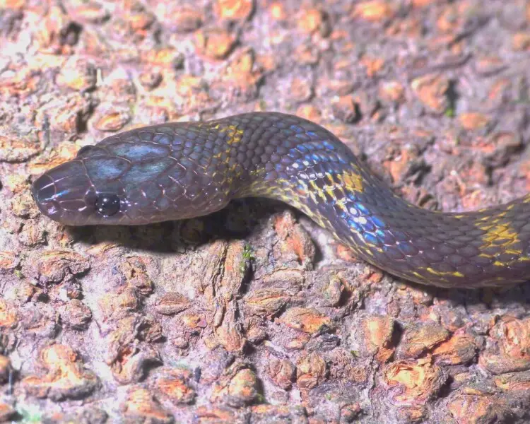 Lycodon travancoricus - Facts, Diet, Habitat & Pictures on Animalia.bio