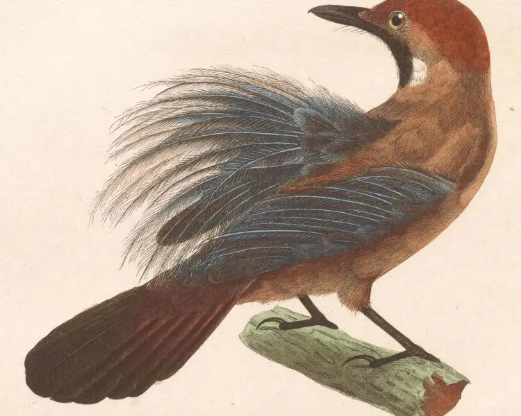 Macronus ptilosus - Fakten, Ernährung, Lebensraum & Bilder auf Animalia.bio